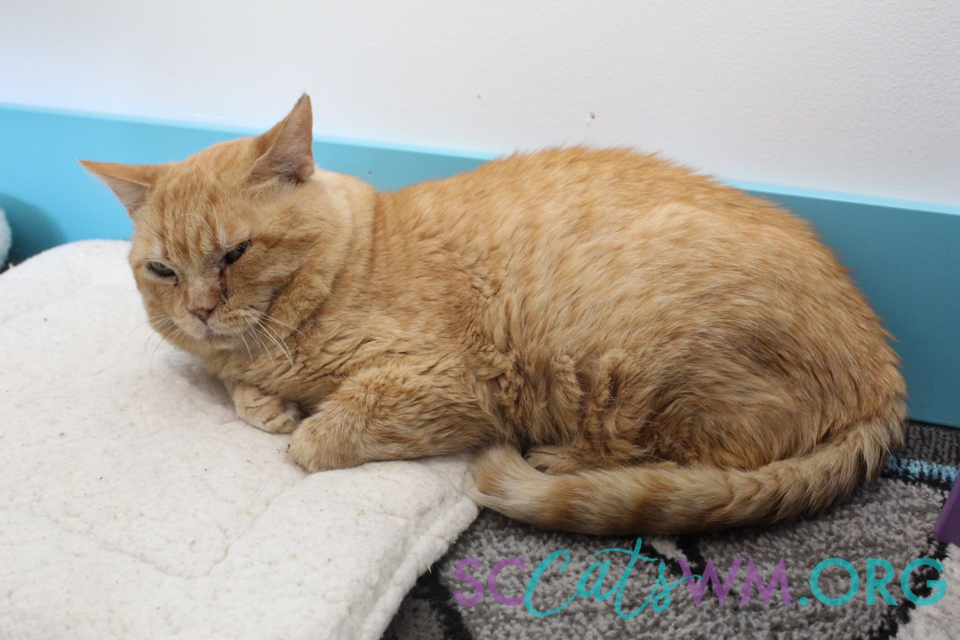 Mr. Miyagi: a Second Chance Cat Story – Second Chance Cats of WM