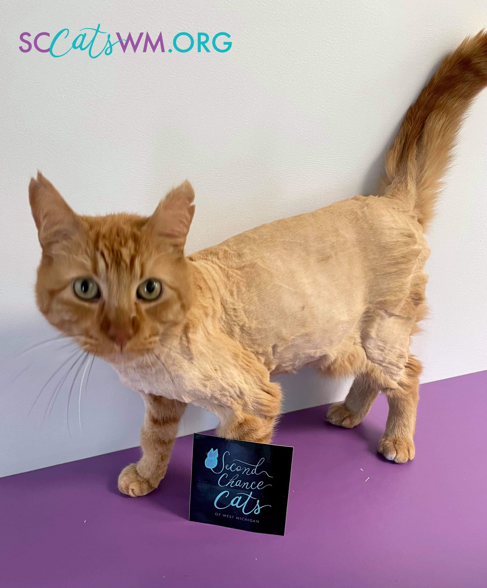 Embrace a Heartfelt Journey: Annual Sponsorship at Second Chance Cats ...