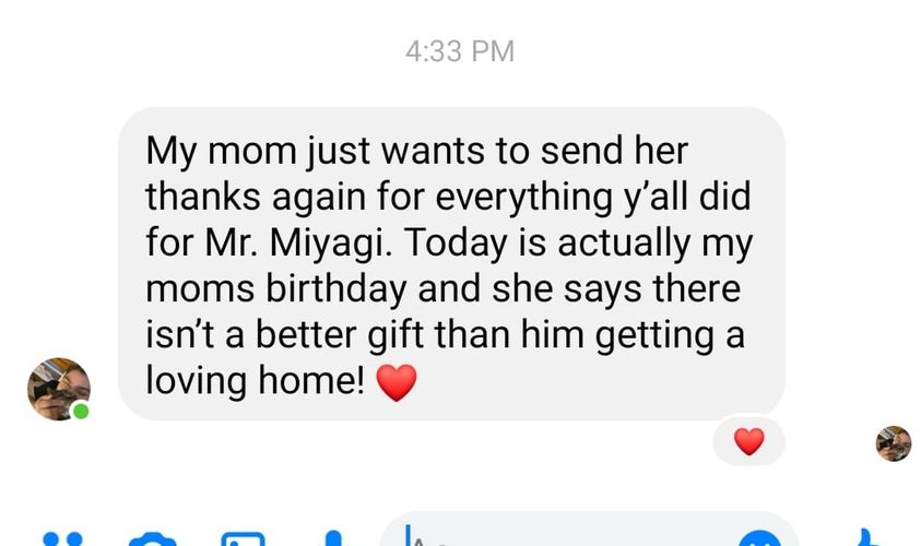 Mr. Miyagi: a Second Chance Cat Story – Second Chance Cats of WM