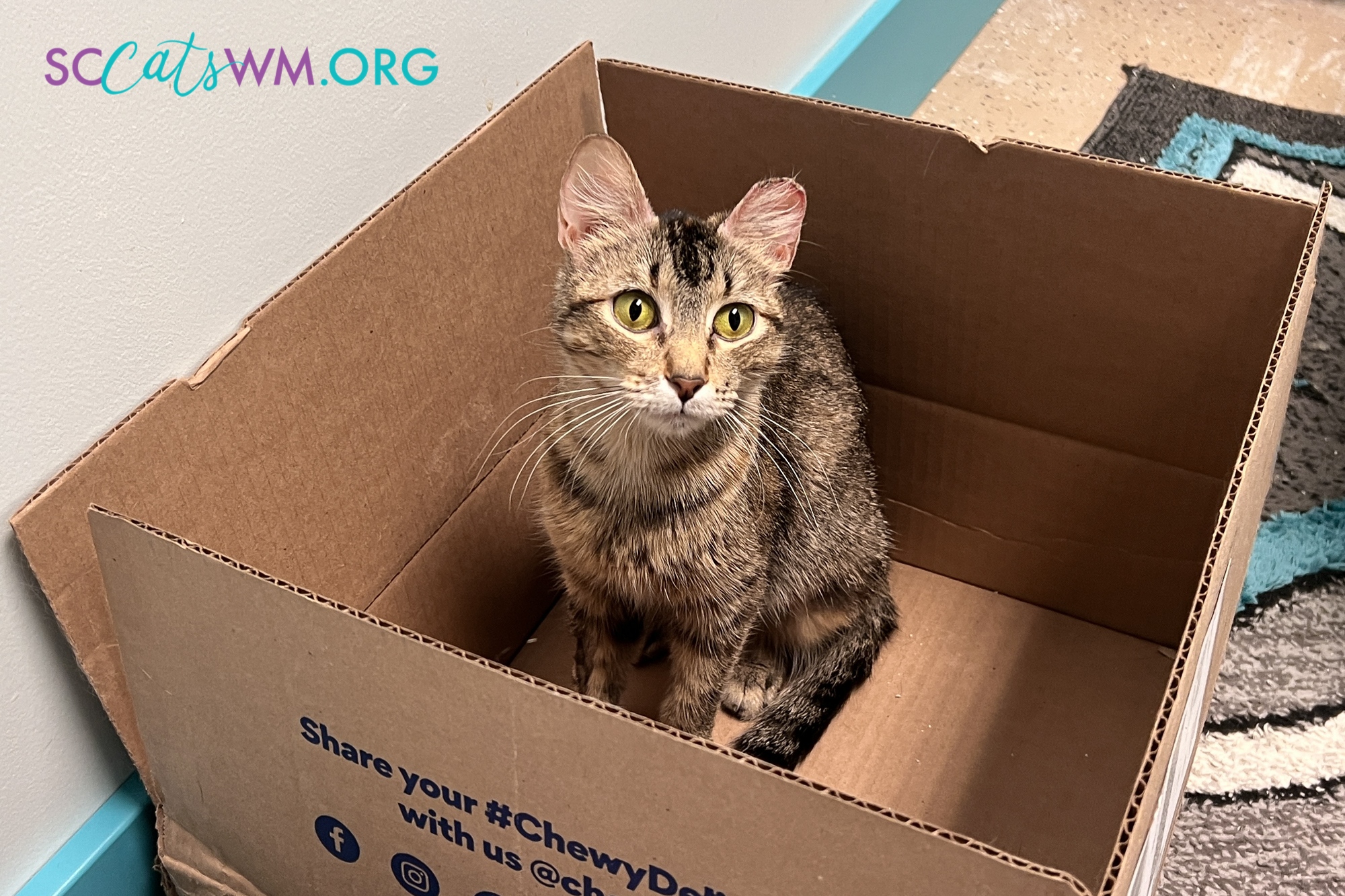 Wishlist – Second Chance Cats of WM