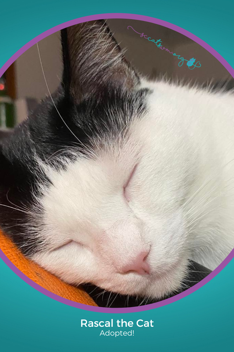 Rascal a Second Chance Cat of West Michigan: His Story – Second Chance ...