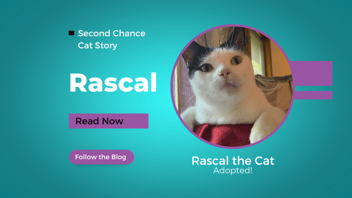 Rascal a Second Chance Cat of West Michigan: His Story – Second Chance ...