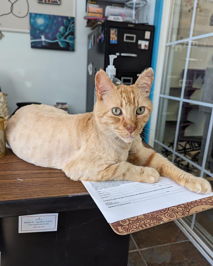 How to Donate Cat Food Near You – Second Chance Cats of WM