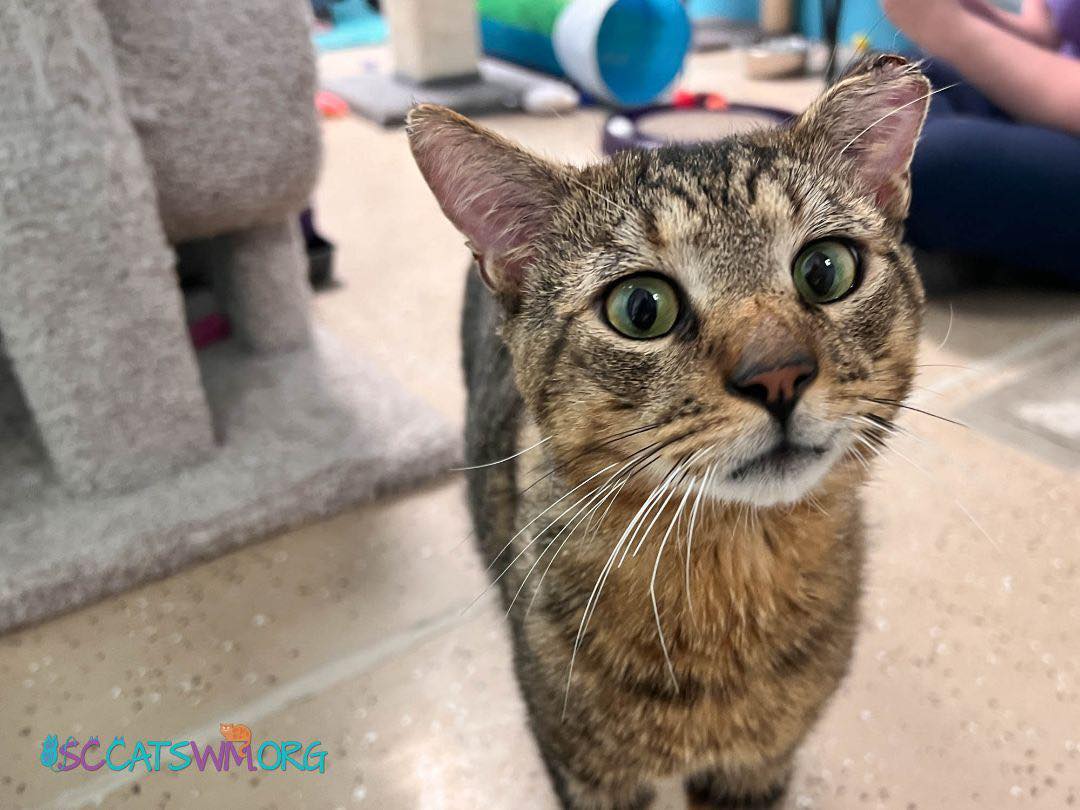 Exposing the Truth of Adopting Declawed Cats in West Michigan – Second ...