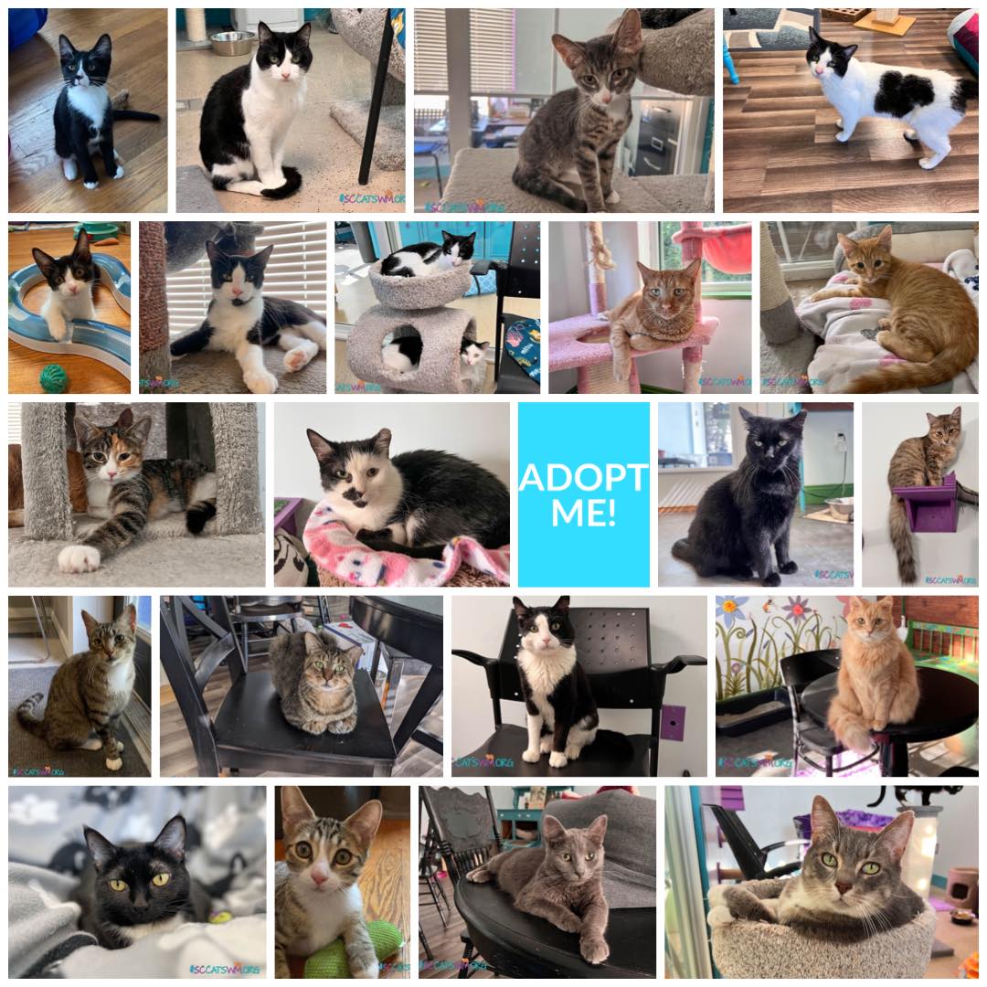 Giving Cats a Chance: The Inspiring Journey of Second Chance Felines in ...