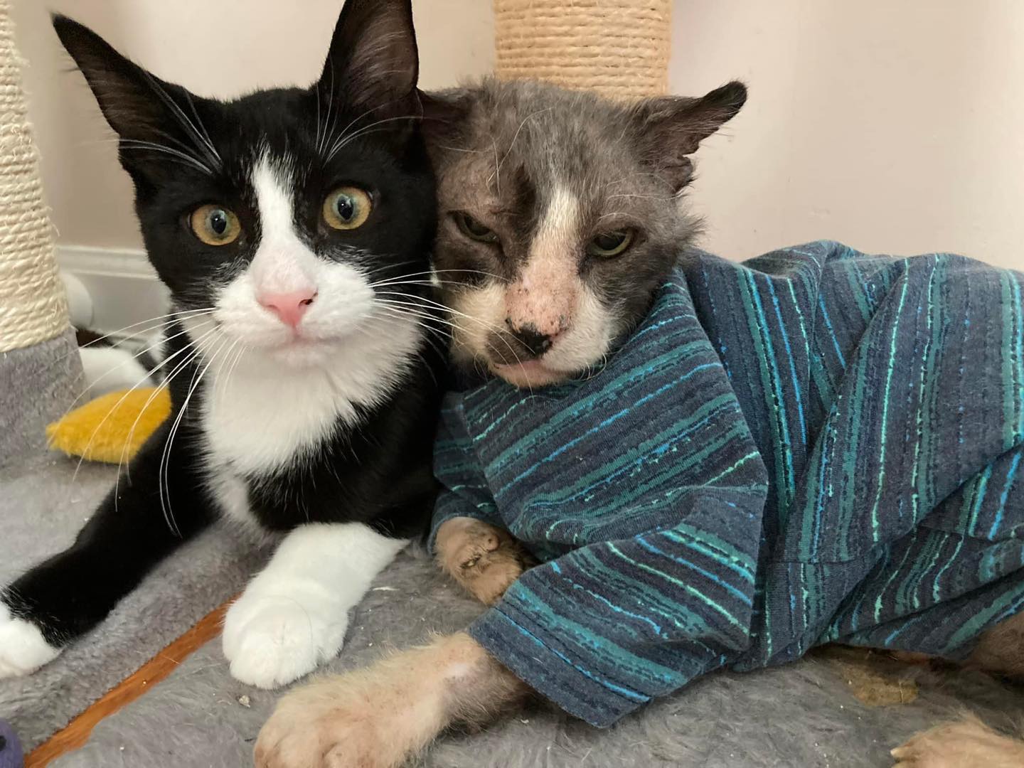 How to Donate Cat Food Near You – Second Chance Cats of WM