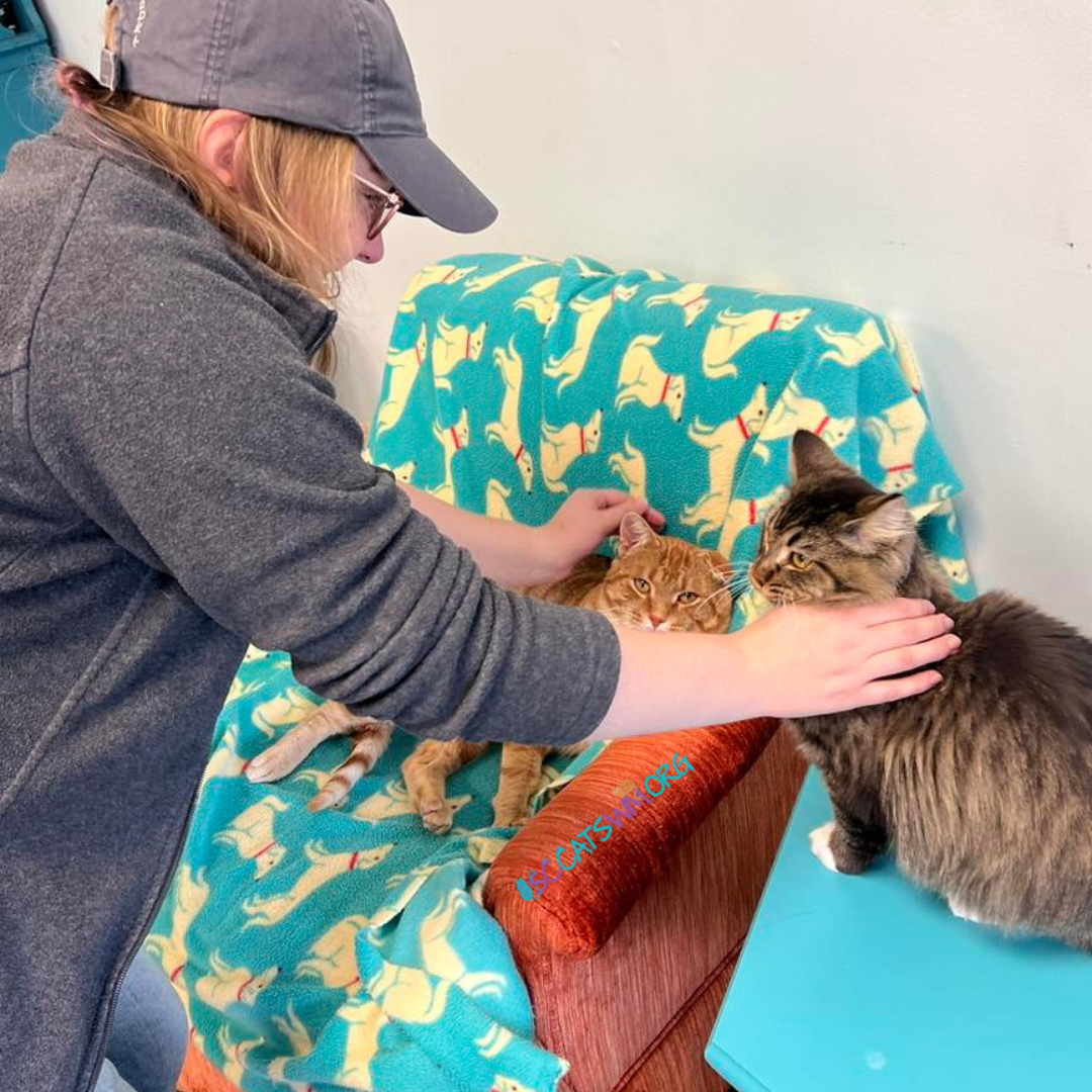 Second Chance Cats of WM – Nonprofit cat adoption agency dedicated to ...