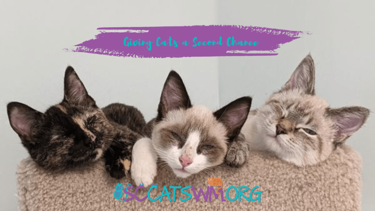 Giving Cats a Chance: The Inspiring Journey of Second Chance Felines in ...