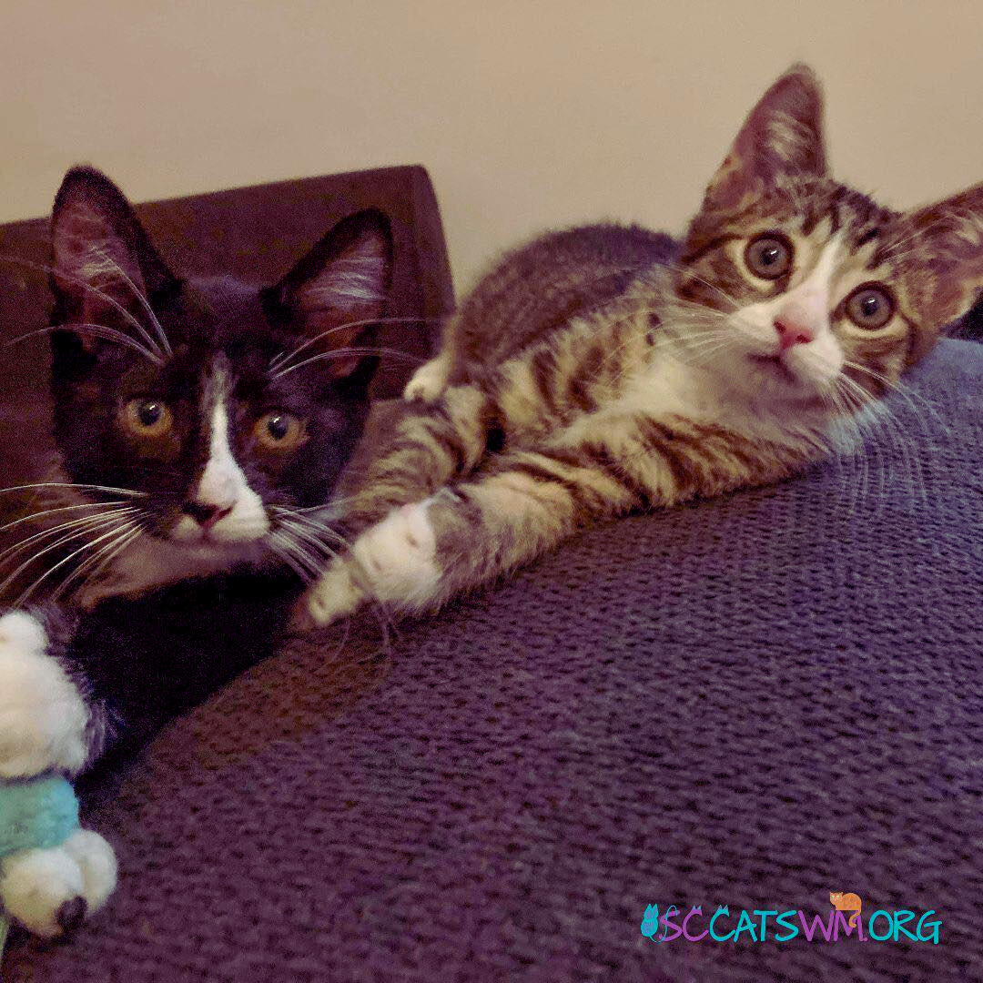 Adopt – Second Chance Cats of WM