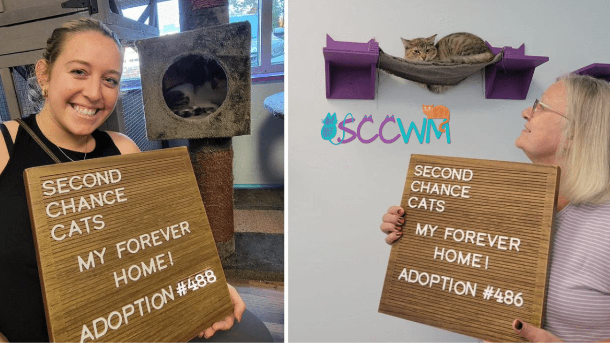 Why Are There So Many Criteria to Adopt a Cat from a Shelter? – Second ...