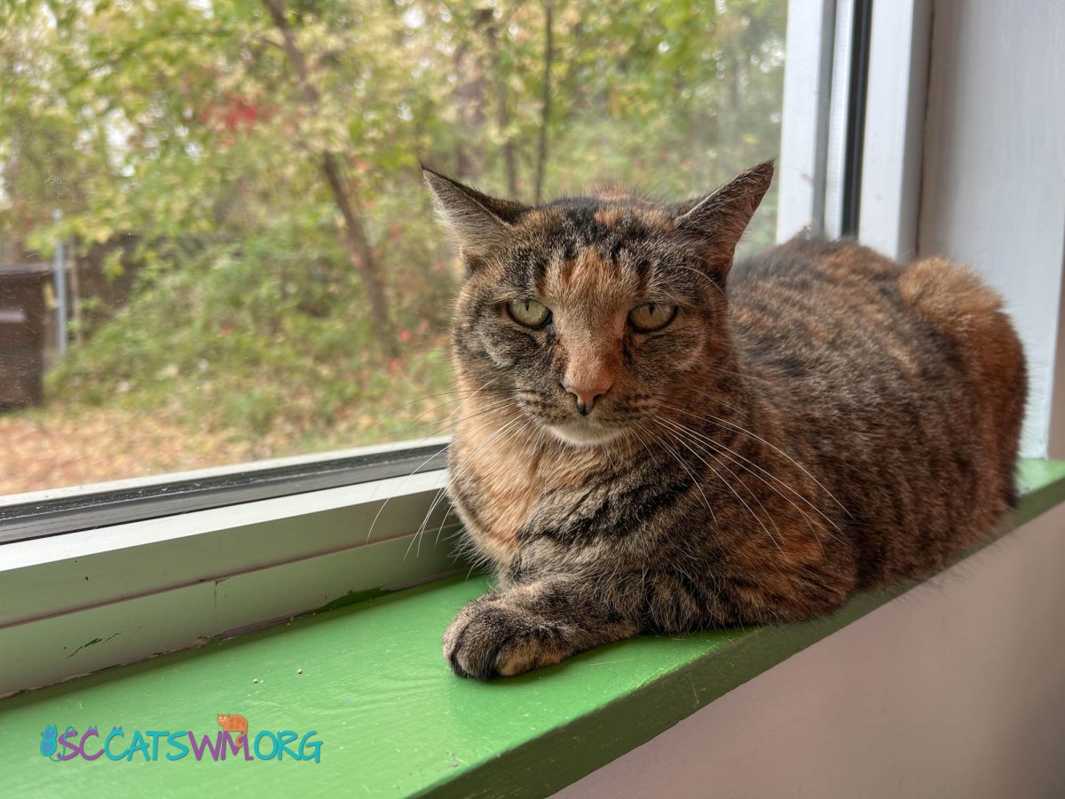 Second Chance Cats of WM – Nonprofit cat adoption agency dedicated to ...