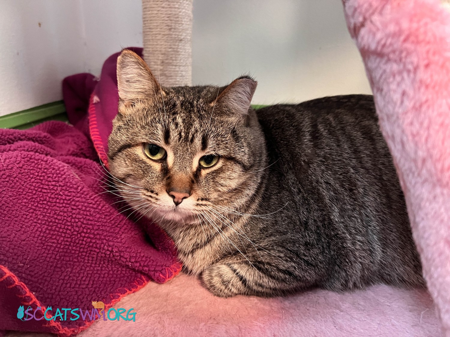 Stray, Feral, and Pet Rehoming – Second Chance Cats of WM