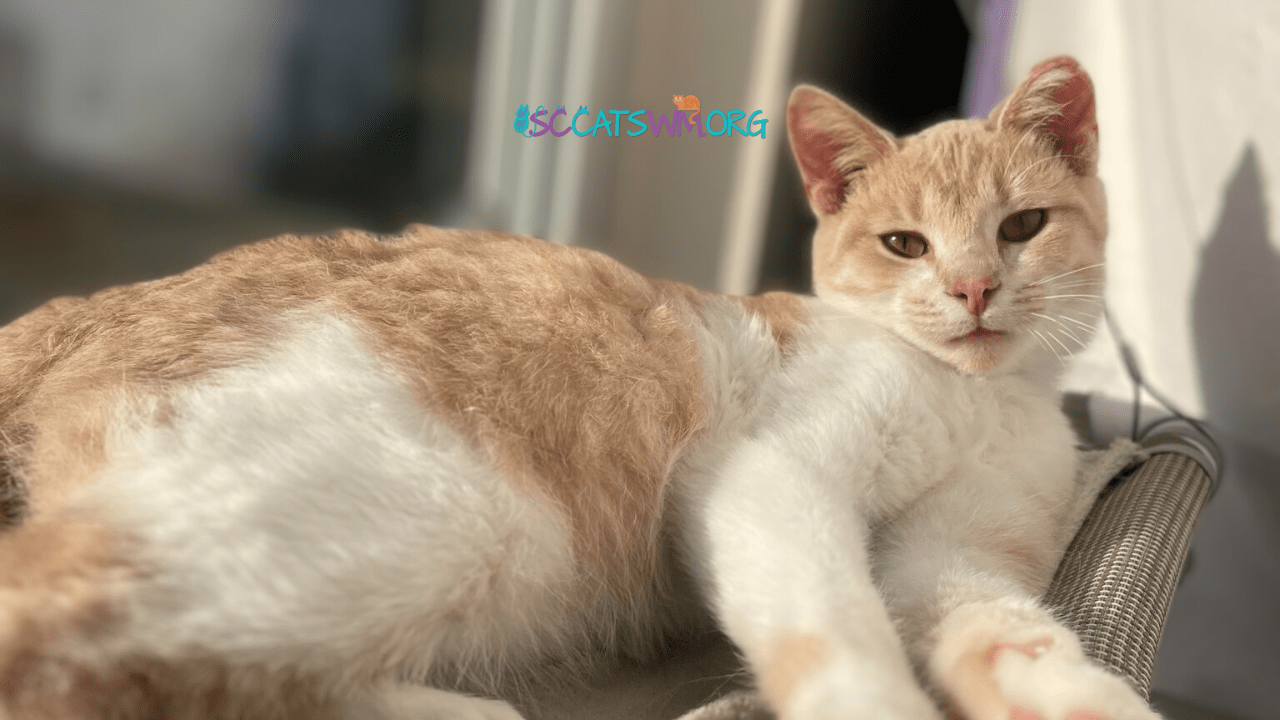 Adopt – Second Chance Cats of WM