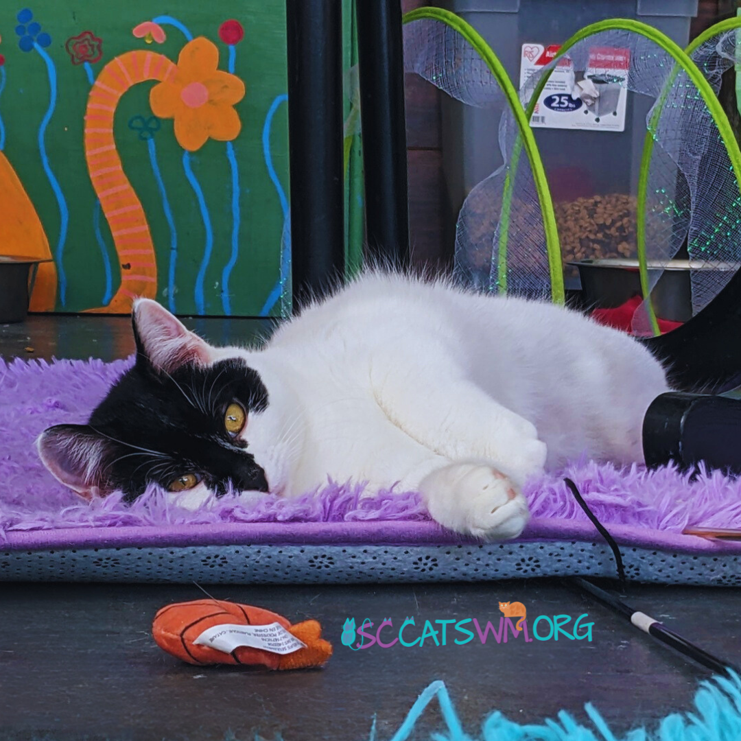 Pet Adoption in Michigan – Adopt a Cat From a Rescue! – Second Chance ...