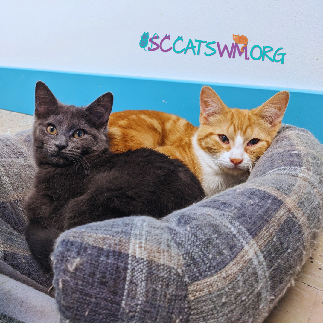 Pet Adoption in Michigan – Adopt a Cat From a Rescue! – Second Chance ...