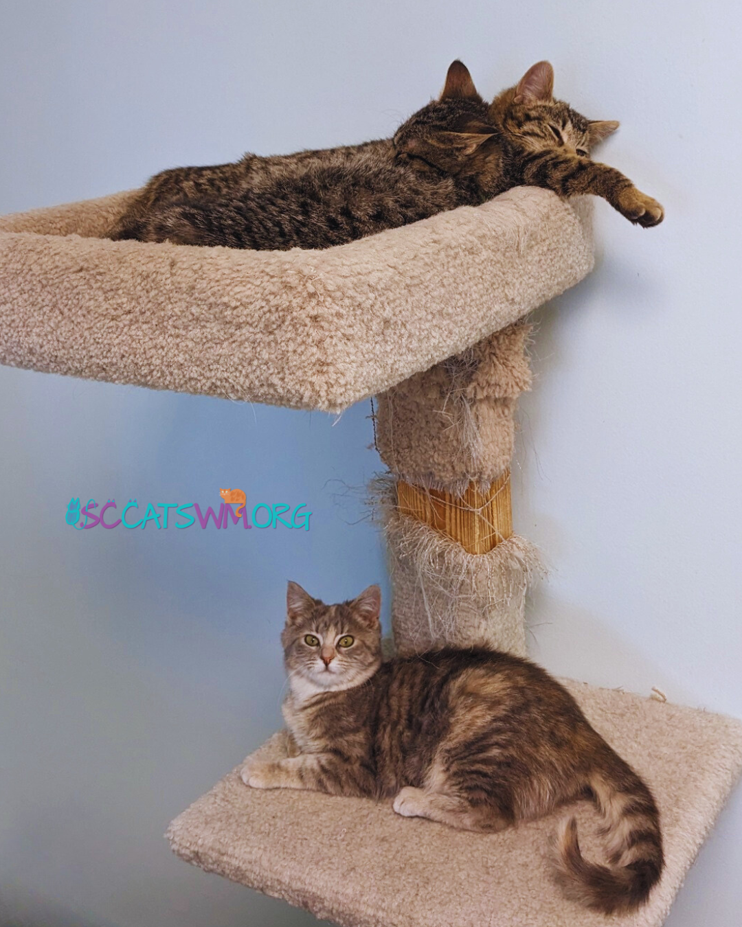 Pet Adoption in Michigan – Adopt a Cat From a Rescue! – Second Chance ...