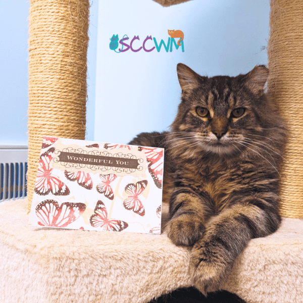 Trap Neuter Return (TNR) – Second Chance Cats of WM