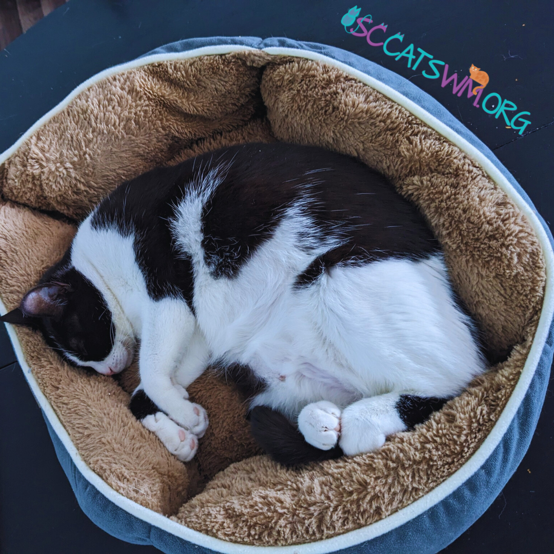 Pet Adoption in Michigan – Adopt a Cat From a Rescue! – Second Chance ...