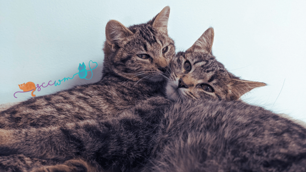 Stray, Feral, and Pet Rehoming – Second Chance Cats of WM