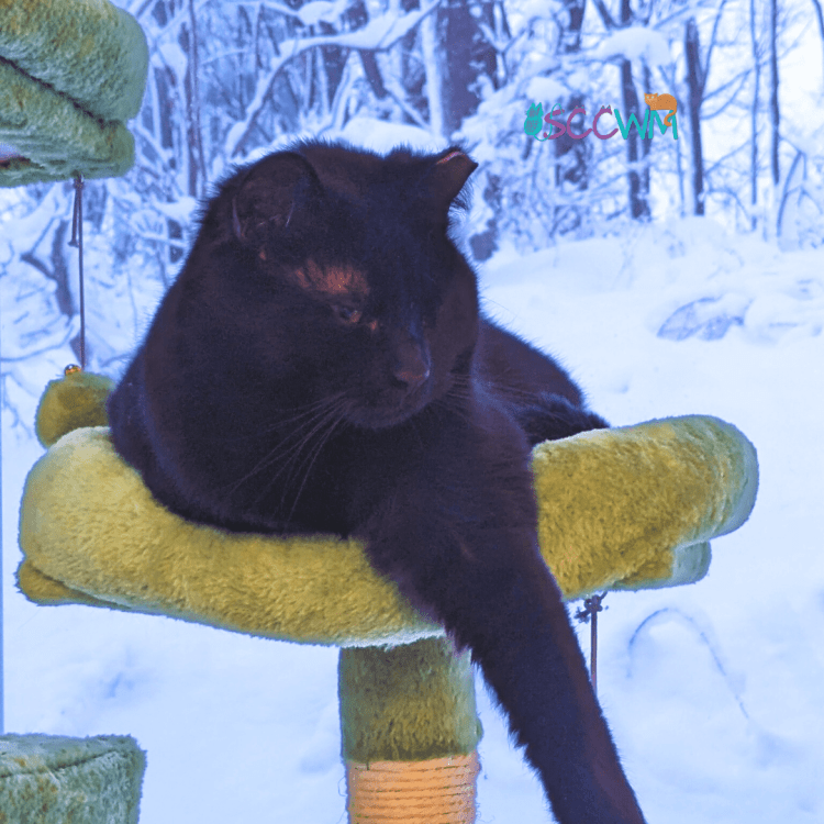 Trap Neuter Return (TNR) – Second Chance Cats of WM