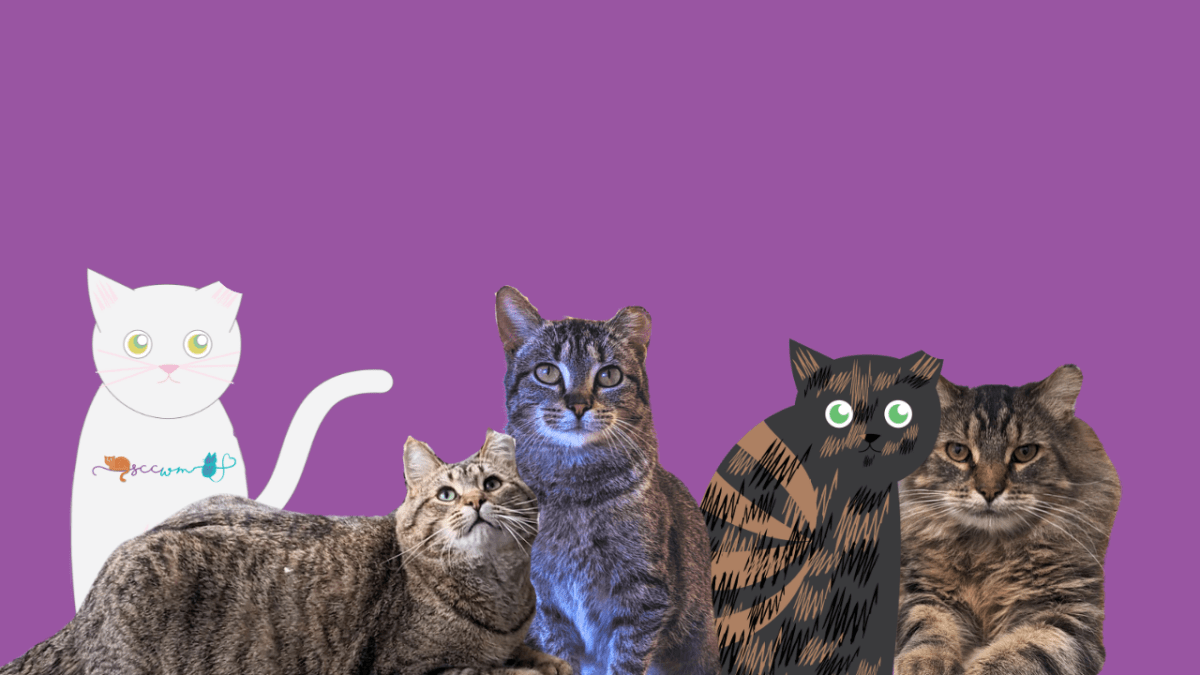 Trap Neuter Return (TNR) – Second Chance Cats of WM