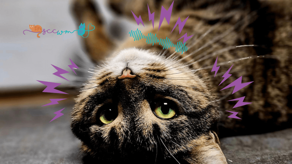 How Do Cats Purr? SCCatsWM Ensuring Every Purr Finds a Home – Second ...