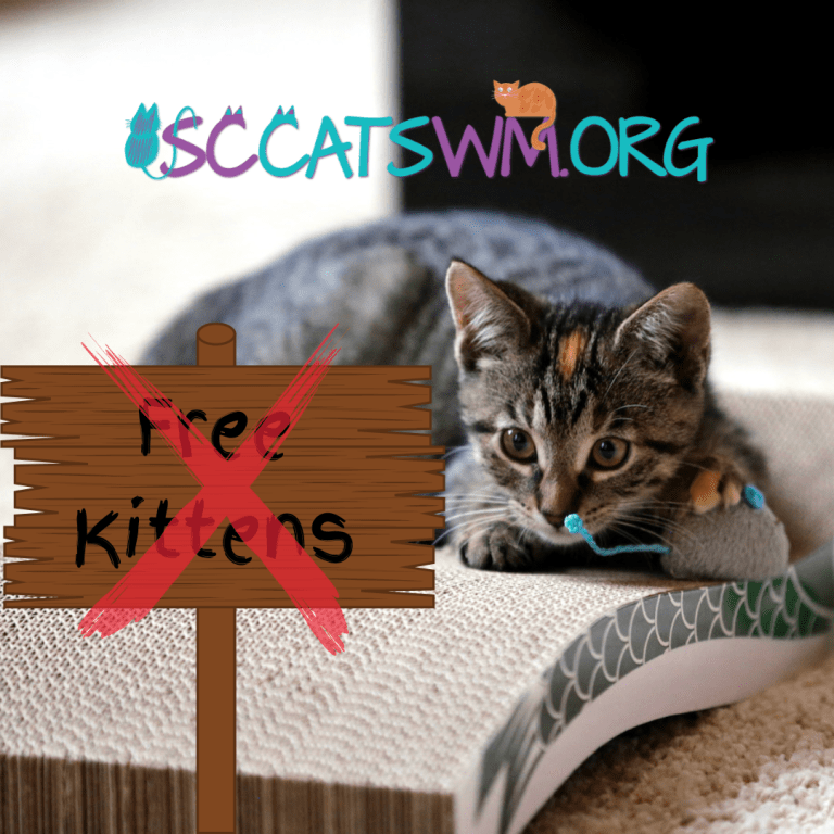 Free Kittens: Why You Shouldn’t Get Free Kittens and Cats! – Second ...