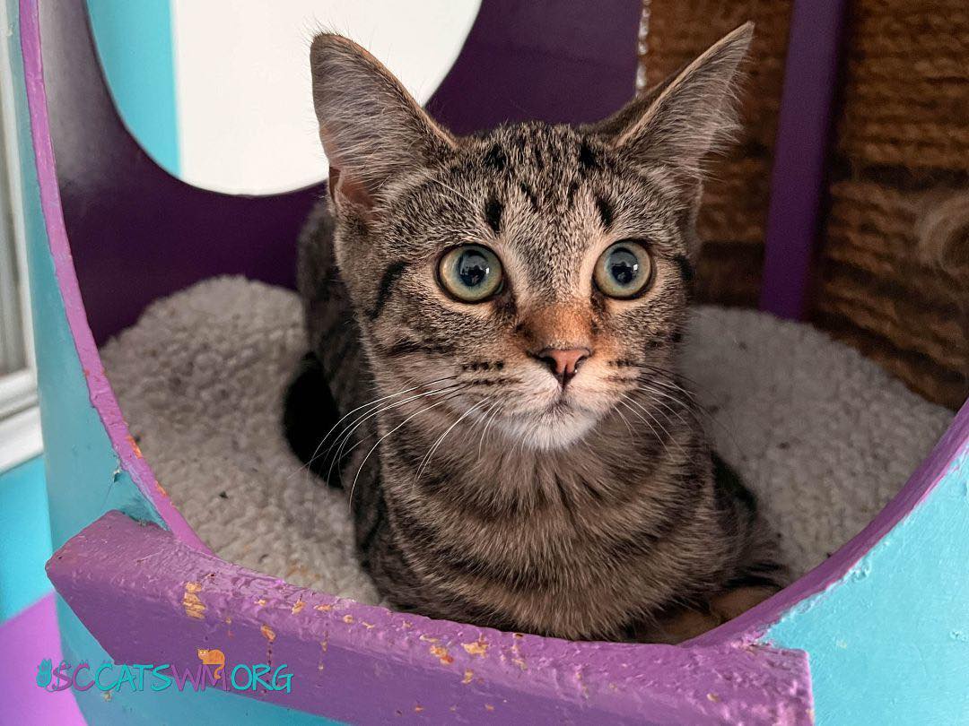 Stray, Feral, and Pet Rehoming – Second Chance Cats of WM