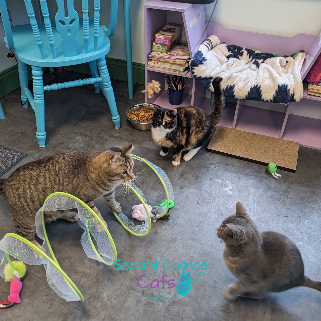 Preventing Single Kitten Syndrome in Your Feline Companion – Second ...