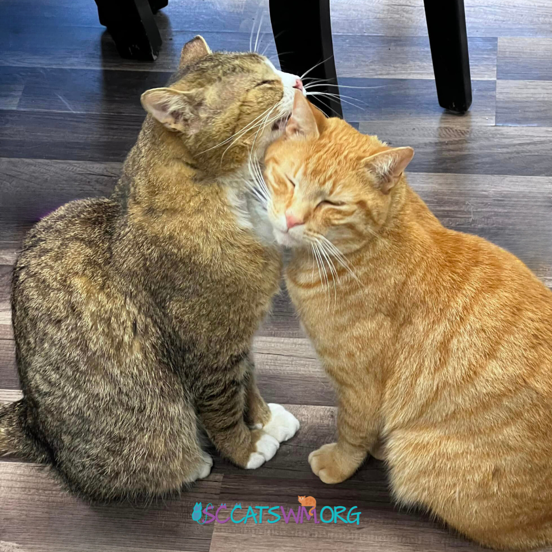 Preventing Single Kitten Syndrome in Your Feline Companion – Second ...