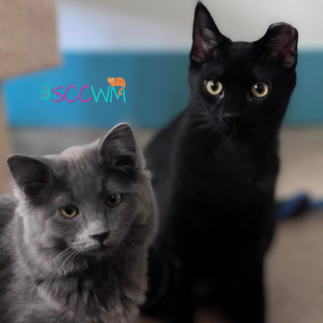 Preventing Single Kitten Syndrome in Your Feline Companion – Second ...