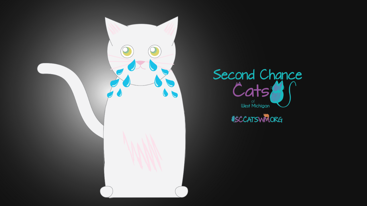 Second Chance Cats of WM – Nonprofit cat adoption agency dedicated to ...