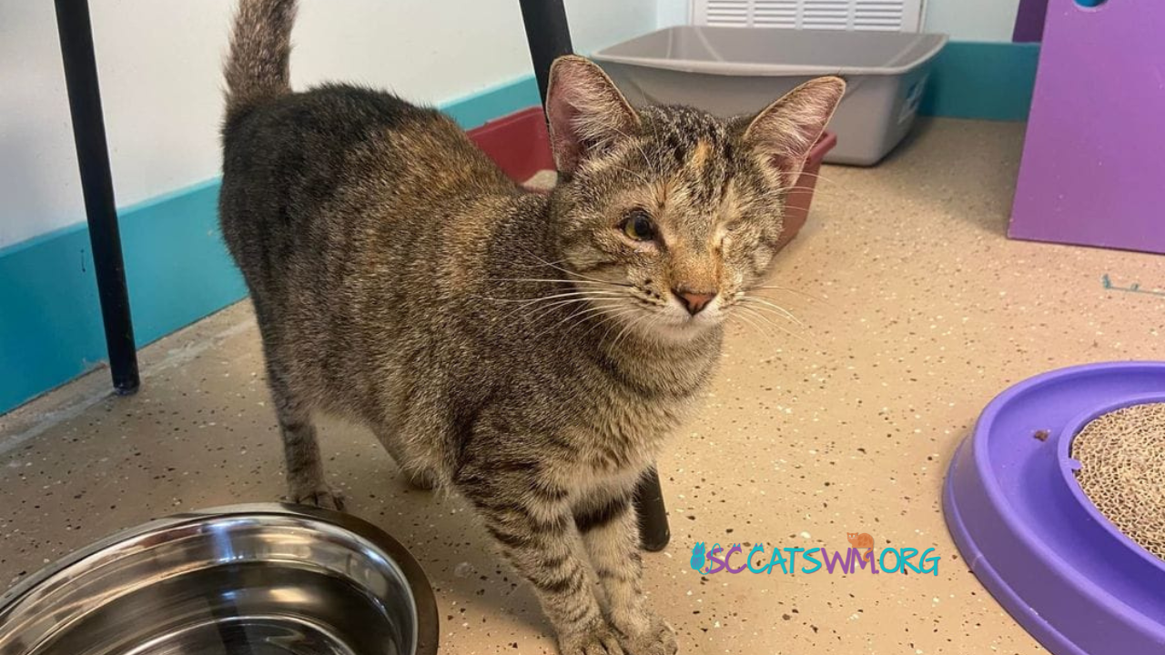 Second Chance Cats of WM – Nonprofit cat adoption agency dedicated to ...