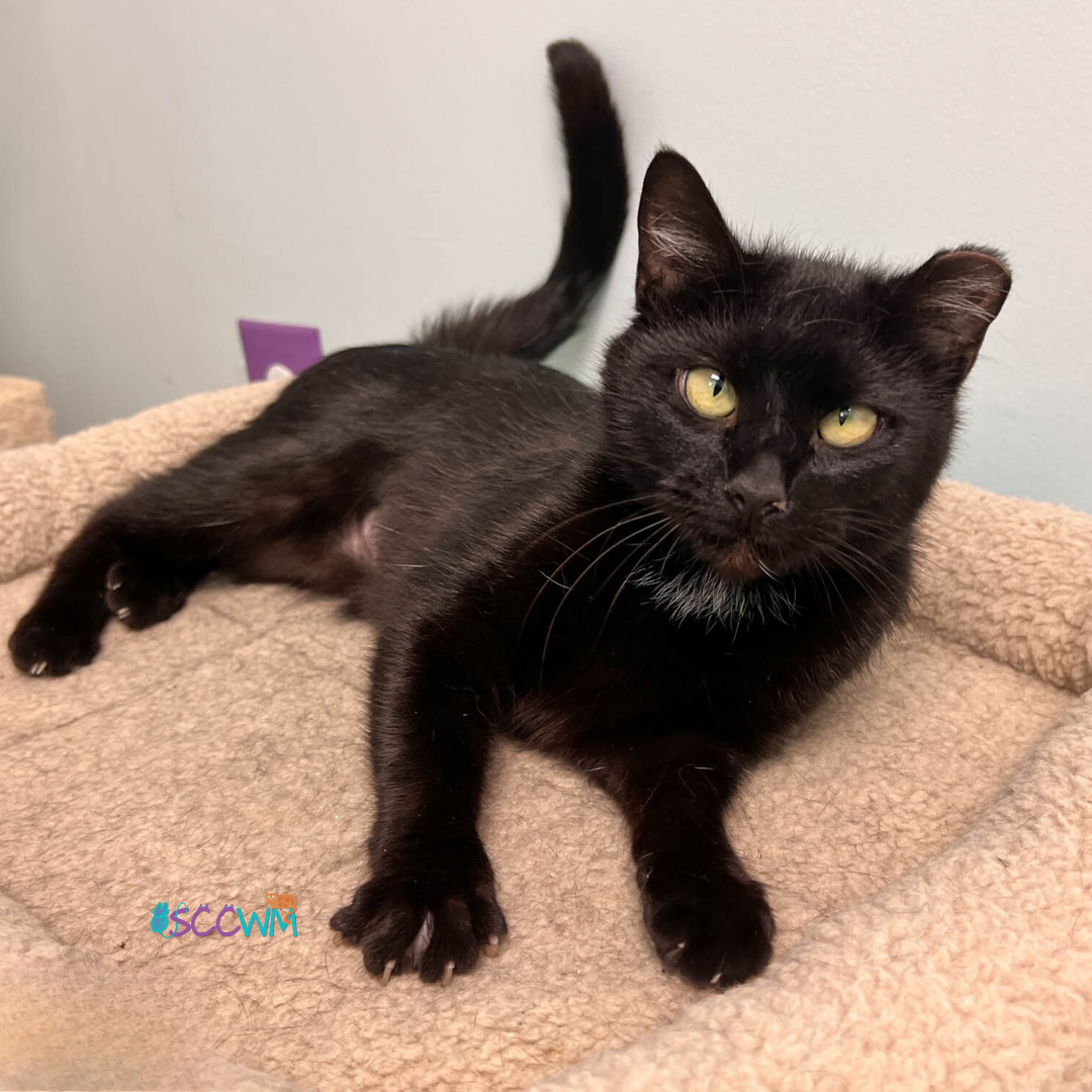 caring-for-special-needs-cats_-adopting-and-supporting-cats-with ...