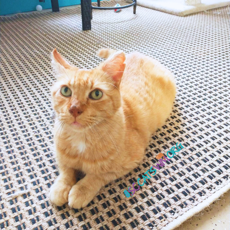 Honoring Hudson, Our Beloved Cat Mascot – Second Chance Cats of WM