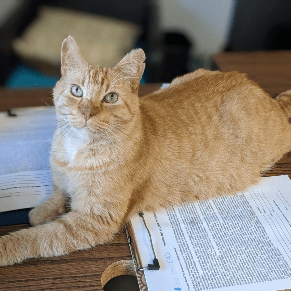 Honoring Hudson, Our Beloved Cat Mascot – Second Chance Cats of WM