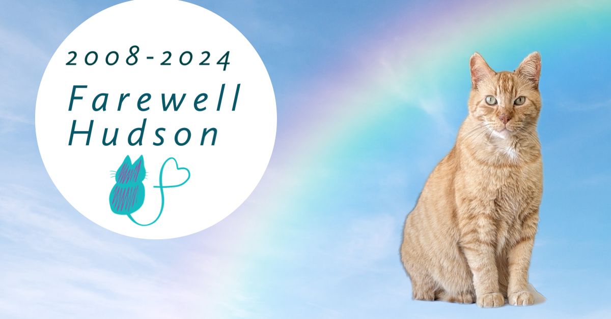 Second Chance Cats of WM – Nonprofit cat adoption agency dedicated to ...