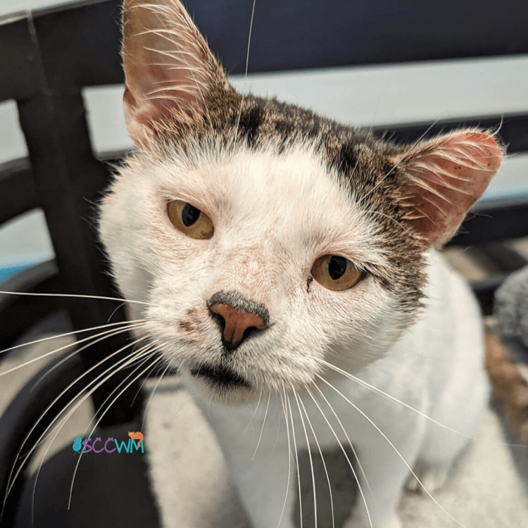 Special Needs Cats: Providing Love and Support for Unique Feline ...