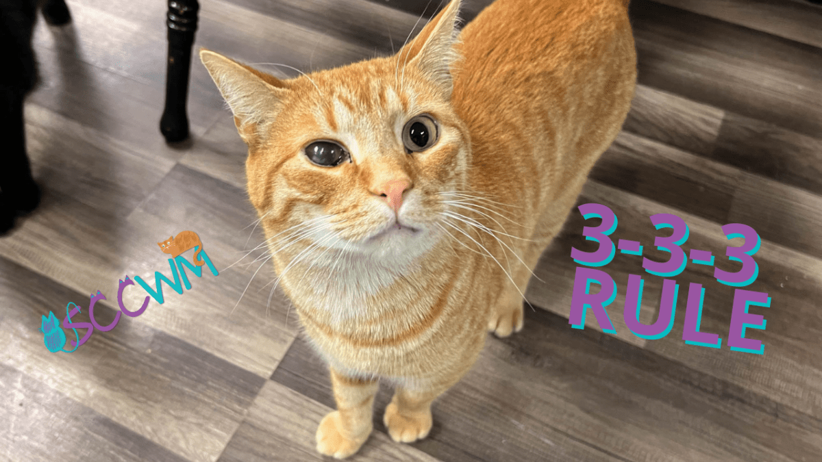 The 3-3-3 Rule for Cats: Helping Your New Feline Friend Adjust – Second ...