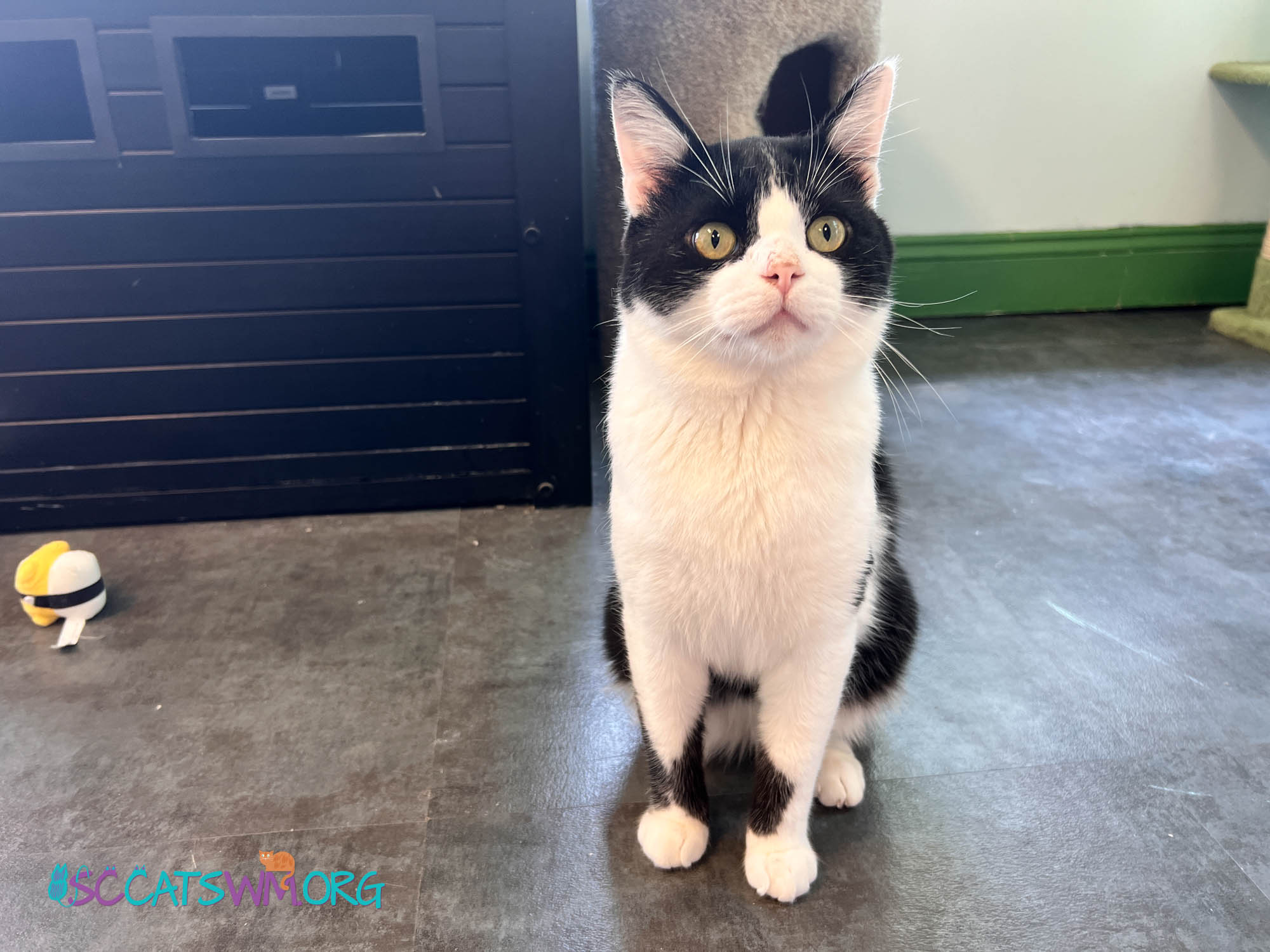 Our Journey – Second Chance Cats of WM