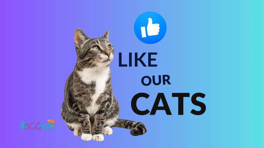 Second Chance Cats of WM – Nonprofit cat adoption agency dedicated to ...