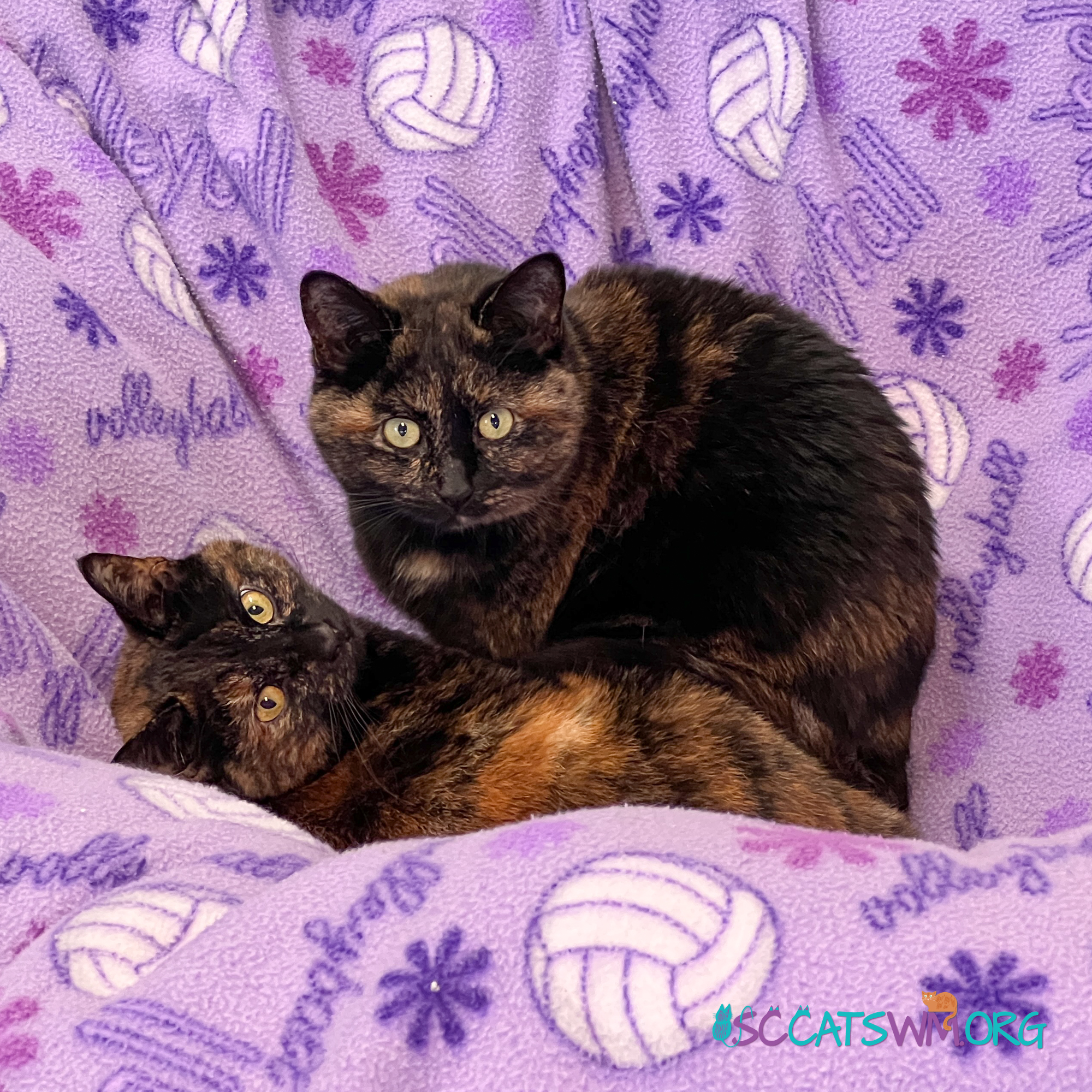 Understanding Bonded Pairs: Why They Matter – Second Chance Cats of WM