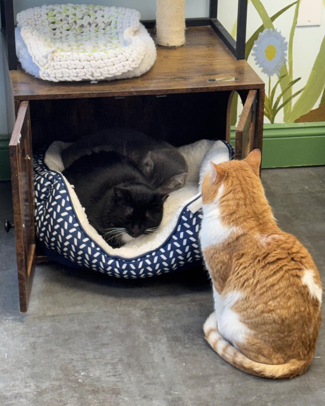 Why Do Cats Make Biscuits? Understanding Your Cat’s Kneading Behavior ...