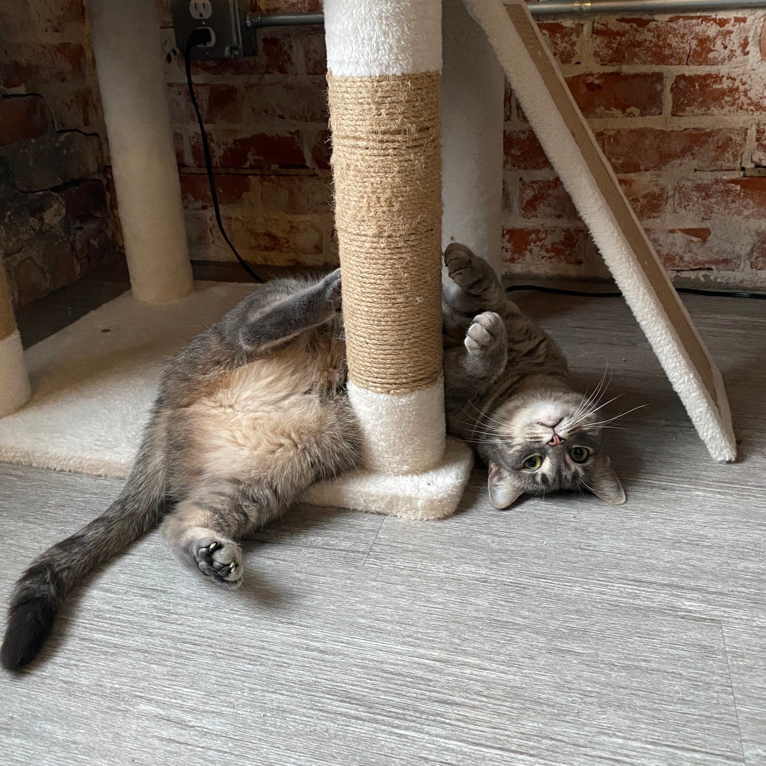 Why Do Cats Make Biscuits? Understanding Your Cat’s Kneading Behavior ...